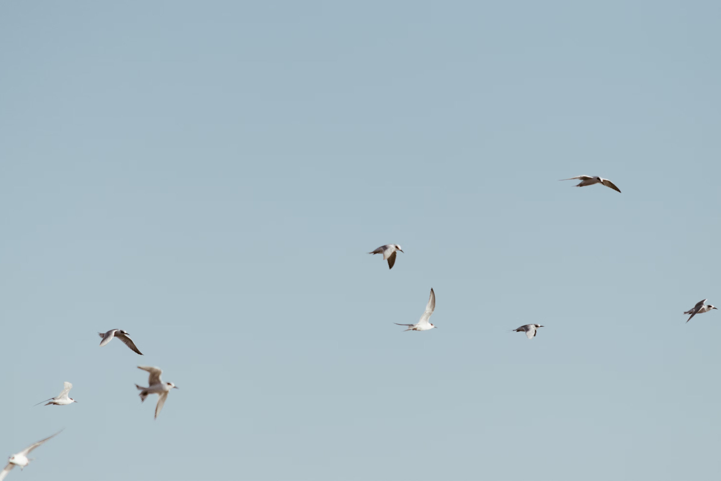 David Cook Photography